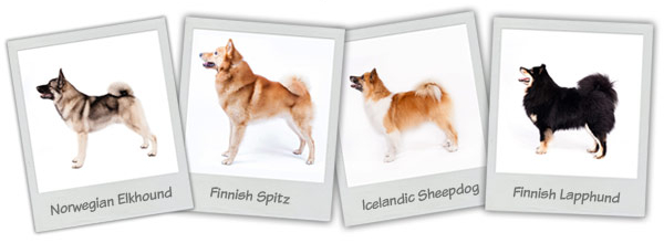 Meet the Dogs of the Viking Era in New York—SPECIAL DISCOUNT